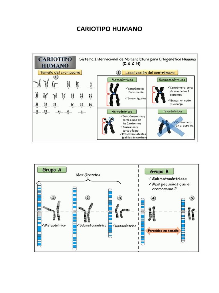 Cariotipo Humano | PDF
