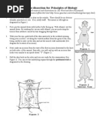 Mink Dissection Instructions | PDF | Coronary Circulation | Heart
