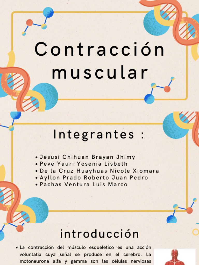 Contracción Muscular | PDF | Músculo | Contracción muscular