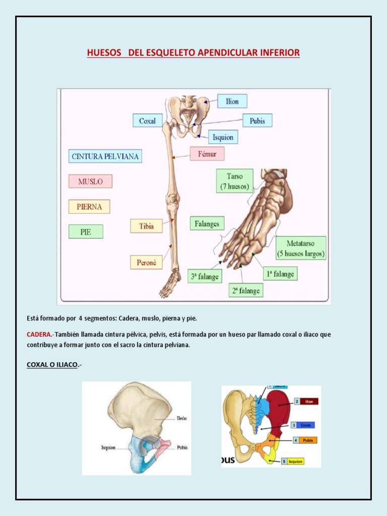 Huesos Del Esqueleto Apendicular Inferior: Coxal O Iliaco. | PDF ...