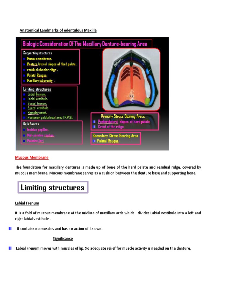 Maxillary Edentulous Anatomy and Landmarks | PDF | Lip | Dentures