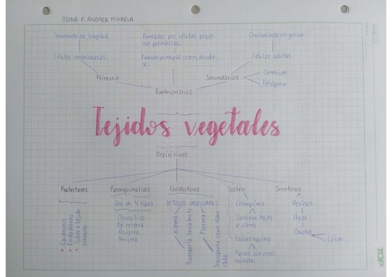 Tejidos Vegetales, Mapa Mental | PDF