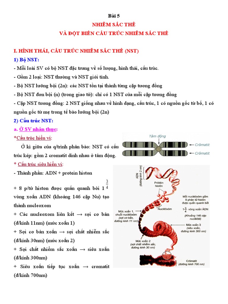 Bài 5 Nst Và Đb Cấu Trúc Nst | PDF