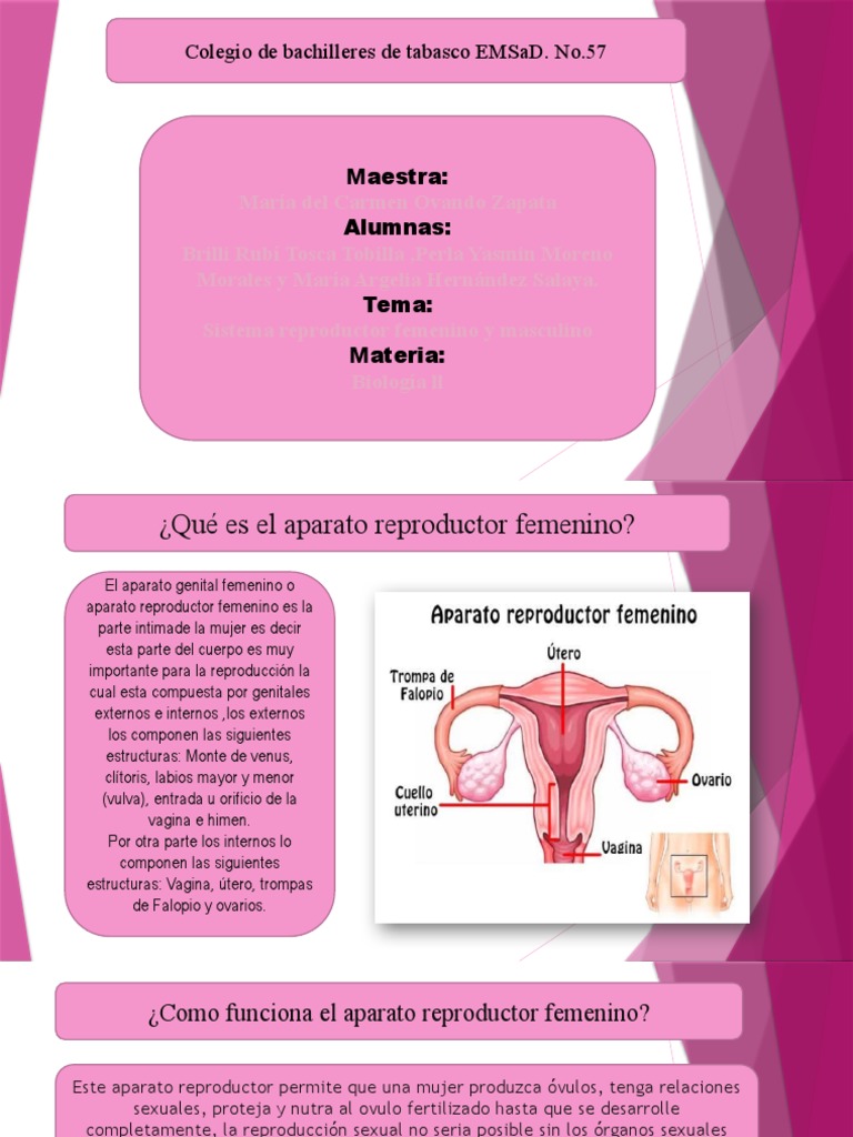 Aparato Reproductor Femenino y Masculino | PDF | Sistema reproductivo ...