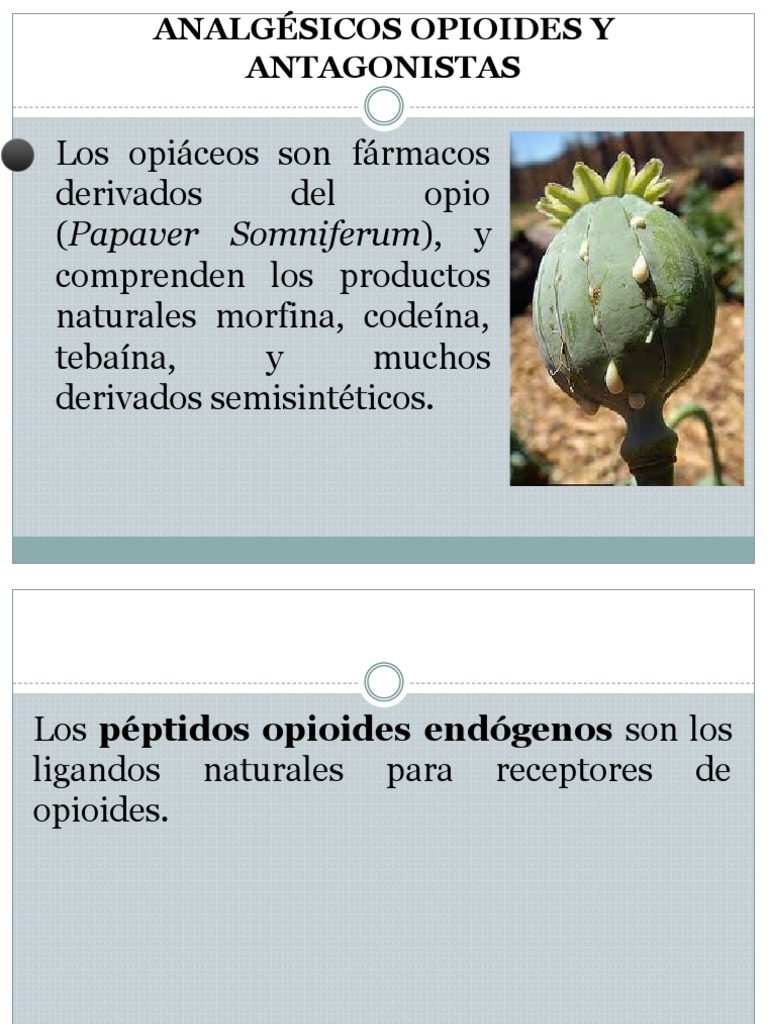 Analgesicos Opiaceos | PDF | Opioide | Analgésico