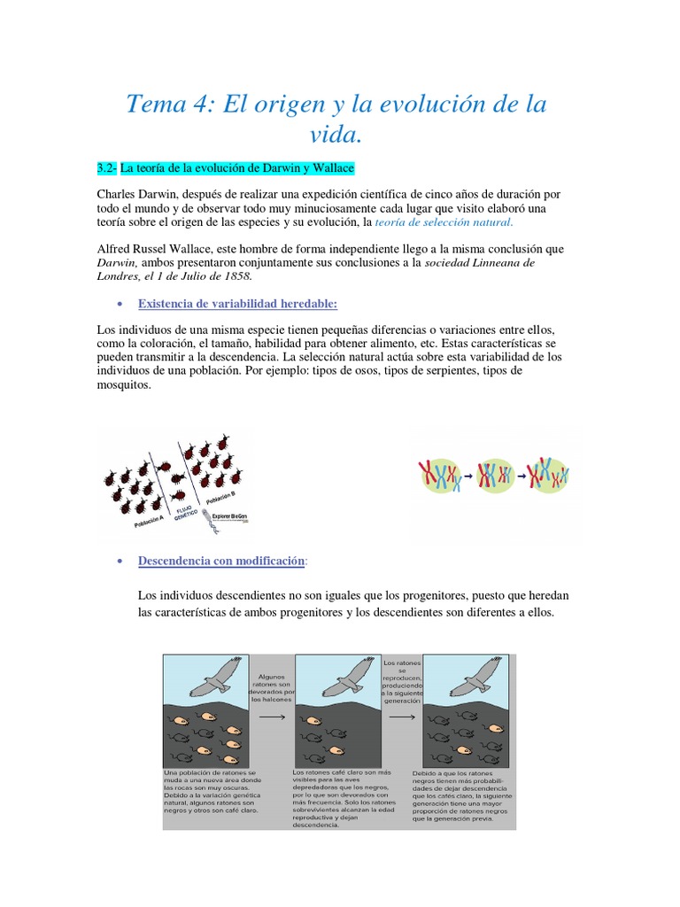 Tema 4 de Biologia (Exposicion) PDF | PDF | Evolución | Seleccion natural