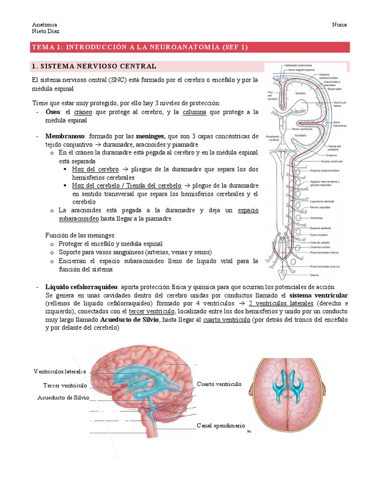 Anatomía SNC y SNP | PDF | Médula espinal | Sistema nervioso central