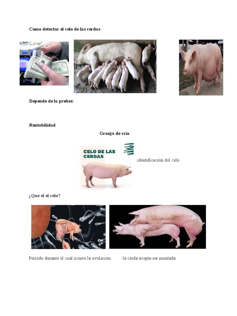 Como Detectar El Celo de Las Cerdas | PDF