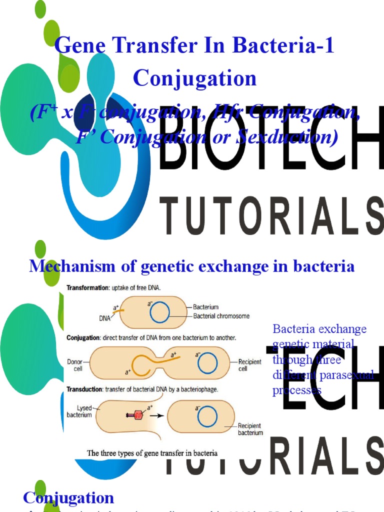 Bacterial Conjugation Mechanisms Explained | PDF | Plasmid | Cell (Biology)
