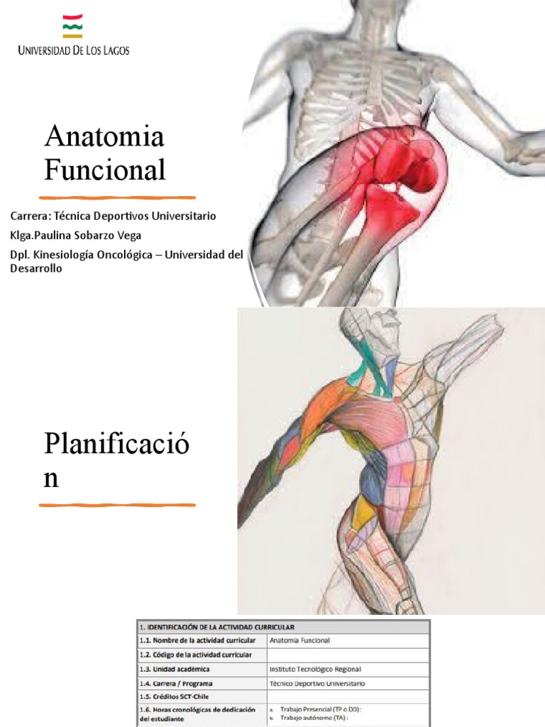 Anatomia Funcional | PDF