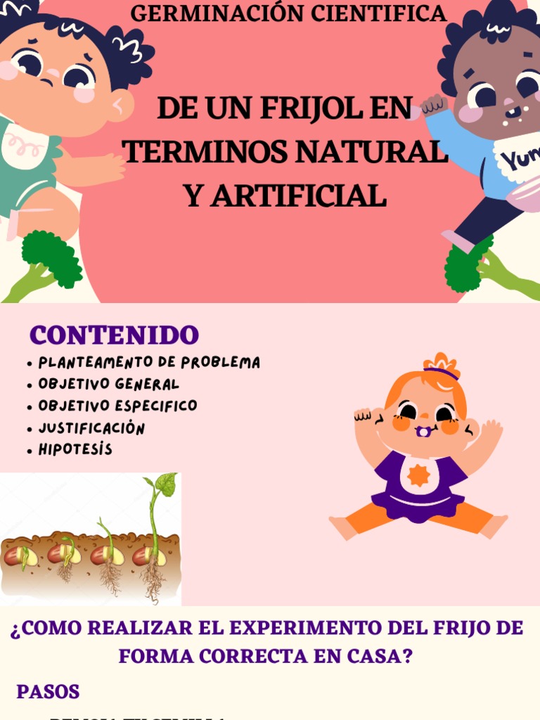 Proceso de Germinación del Frijol | PDF | Germinación | Semilla