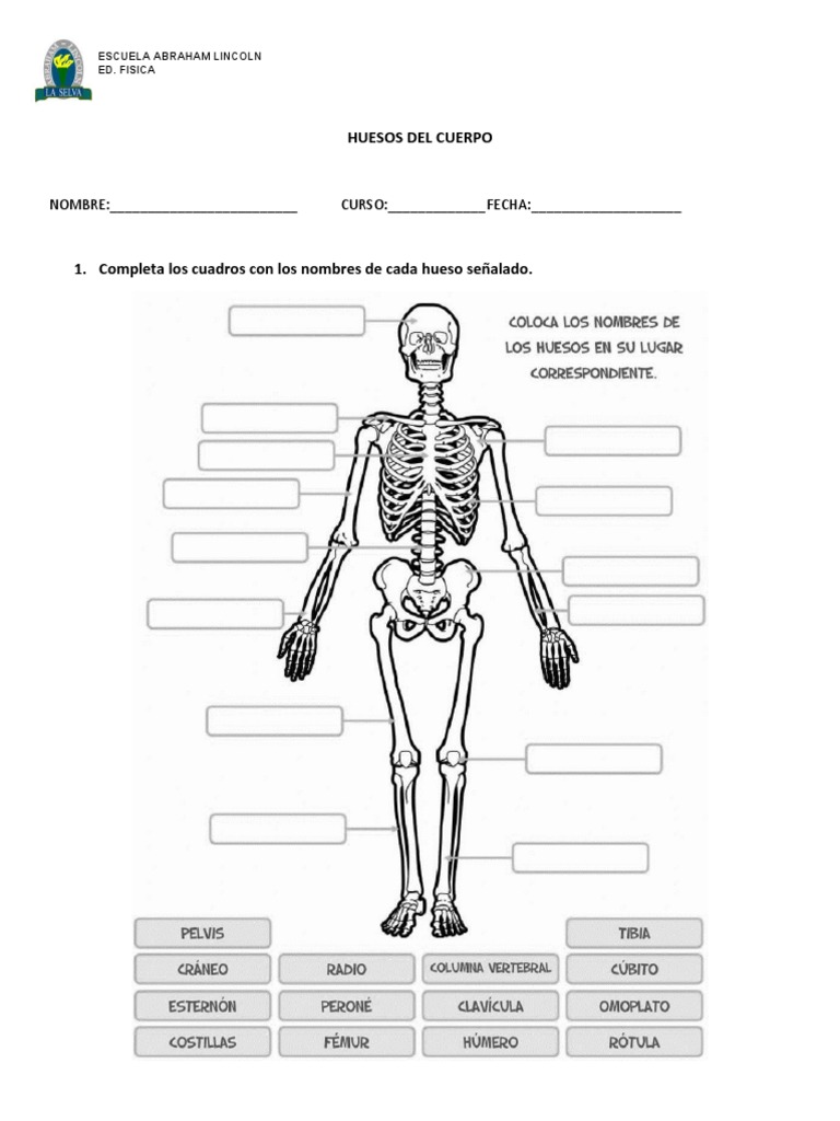 Guia Huesos | PDF