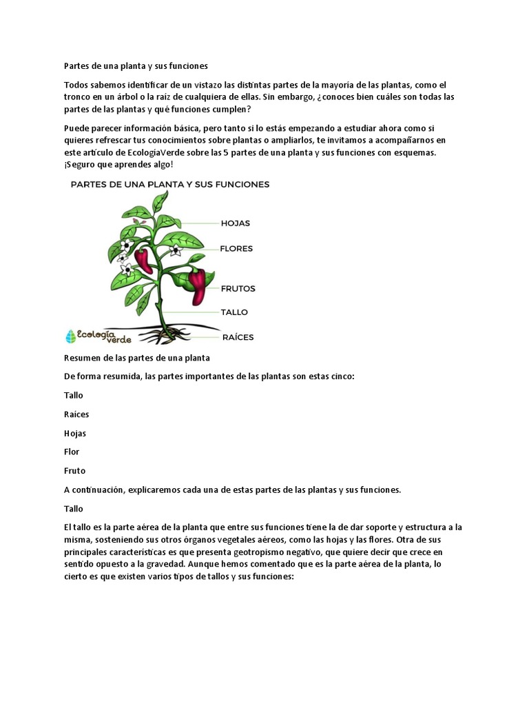 Partes y funciones de las plantas | PDF | Raíz | Hoja