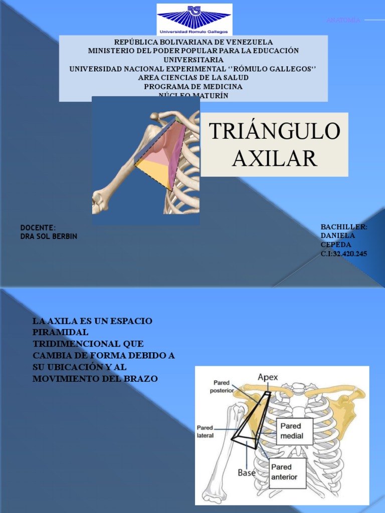 TRIÁNGULO AXILAR | PDF