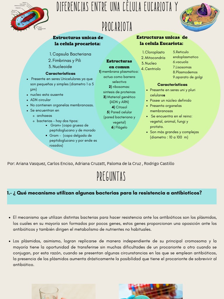 Capsula Bacteriana Fimbrinas y Pili Nucleoide 1. 2. 3 | PDF | Las ...