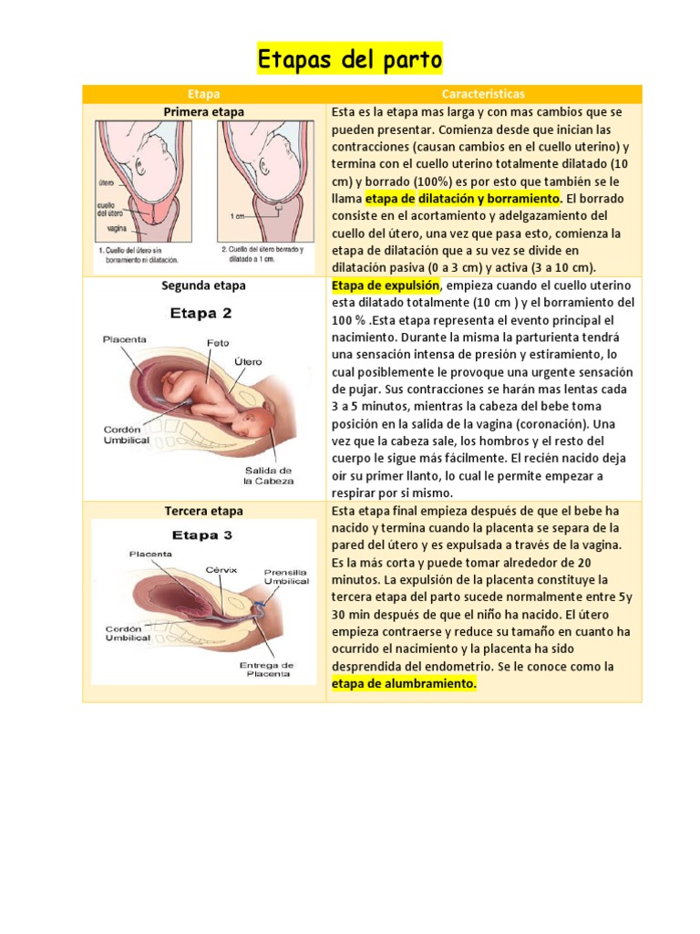 Etapas Del Parto | PDF | Parto | Reproducción humana