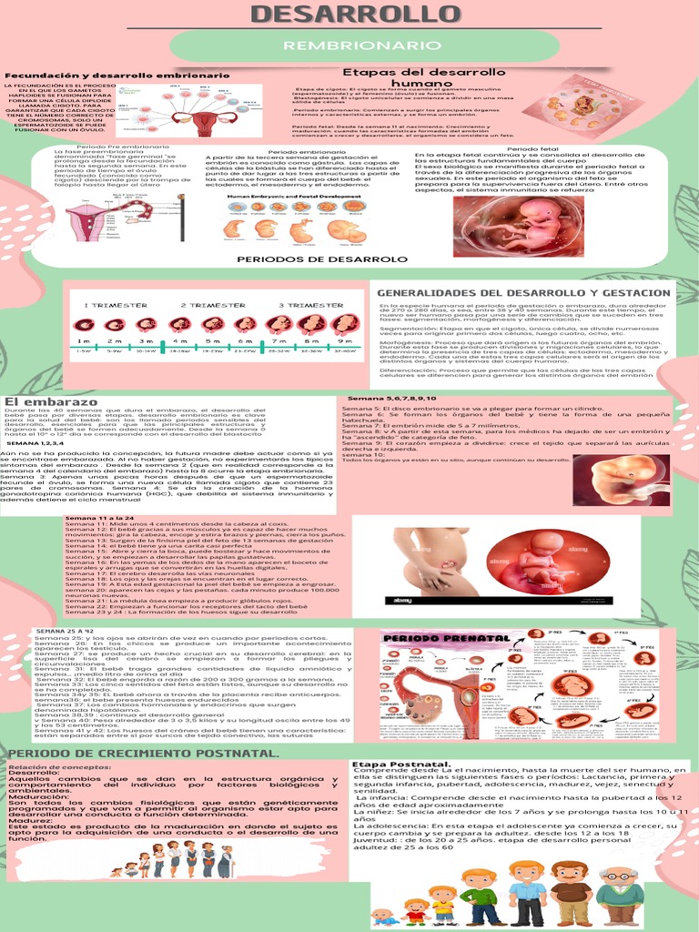 Infografía | PDF | Embrión | Anatomía