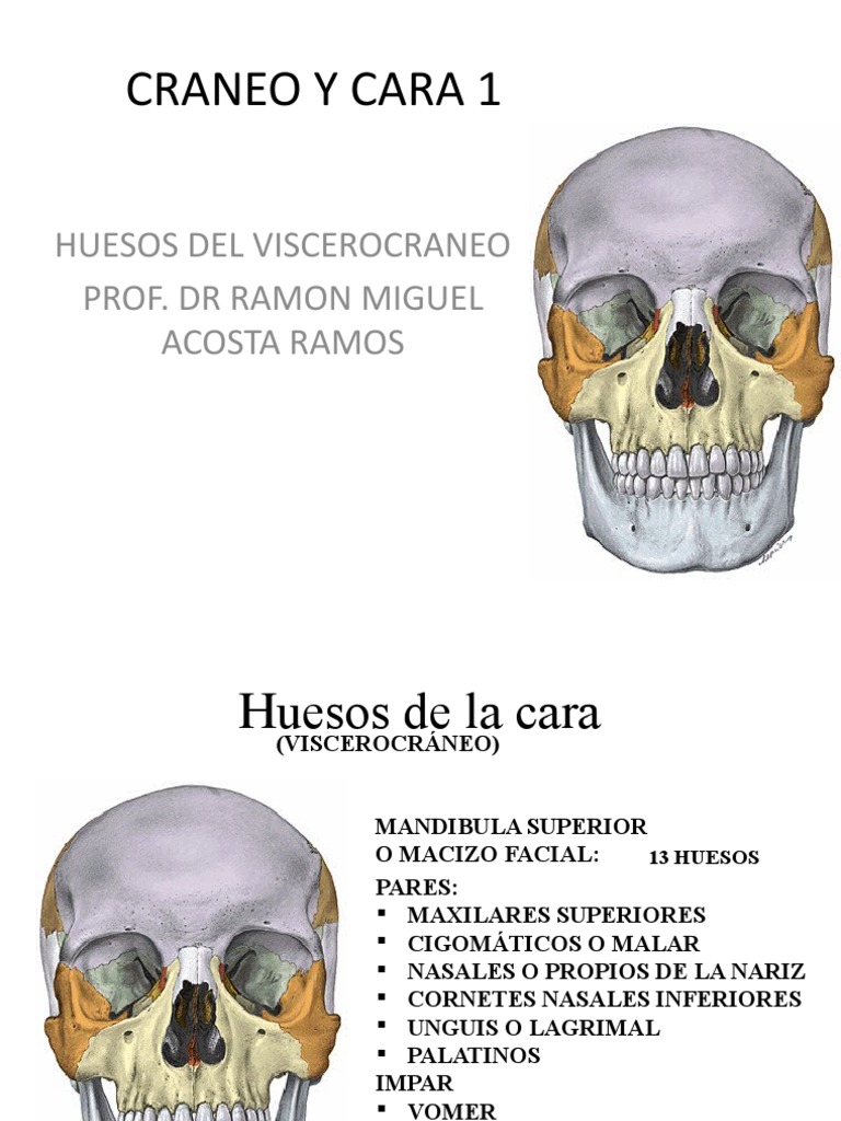 Craneo Y Cara 1: Huesos Del Viscerocraneo Prof. DR Ramon Miguel Acosta ...