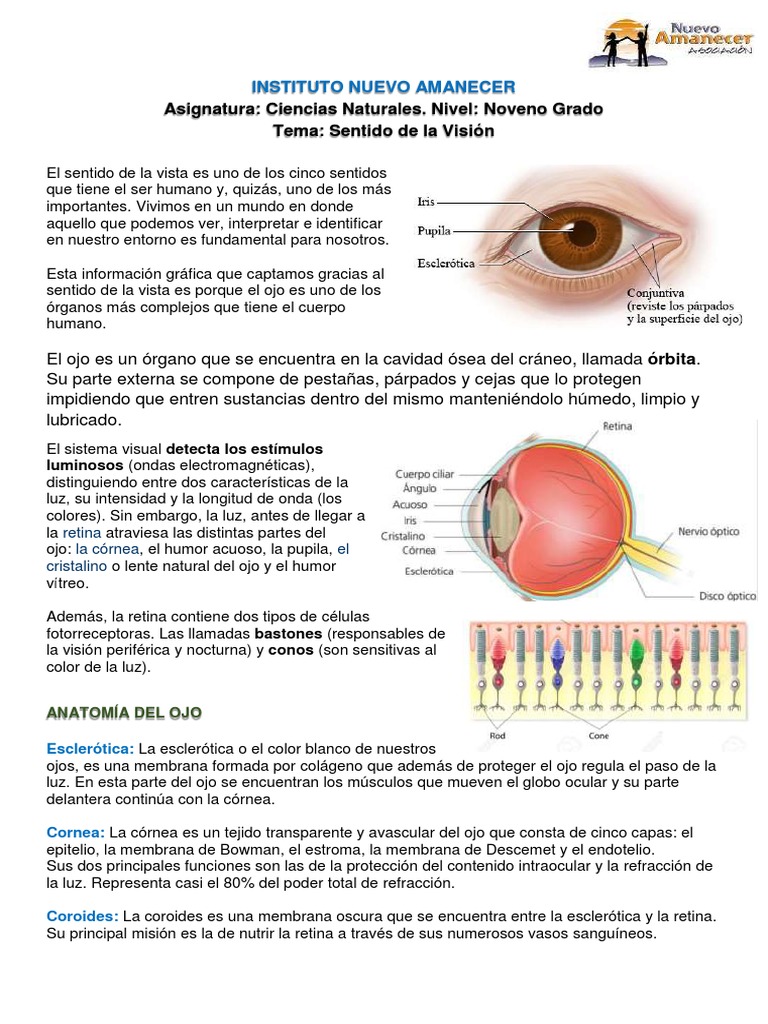 Anatomía y Funciones de la Visión | PDF | Ojo humano | Ojo