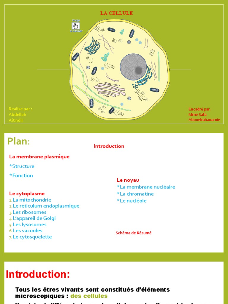 La Cellule | PDF | Cytoplasme | Noyau (biologie)