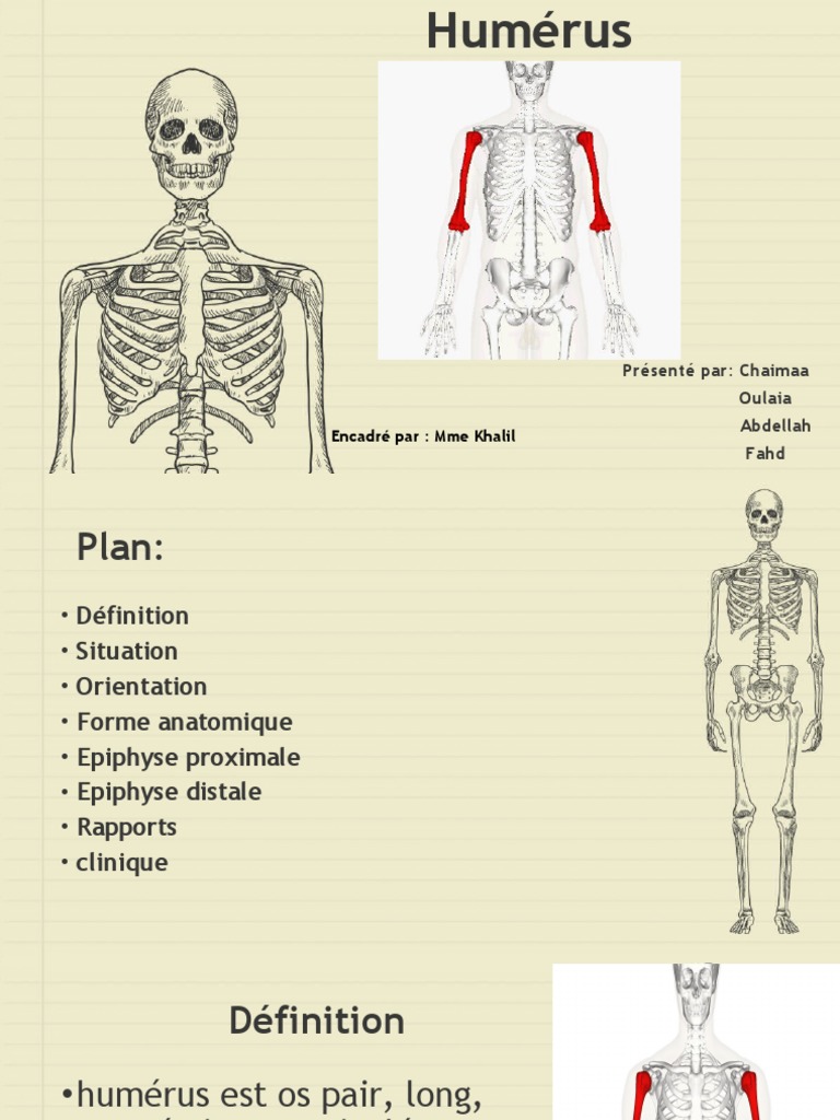 Humérus | PDF | Système squelettique | Anatomie