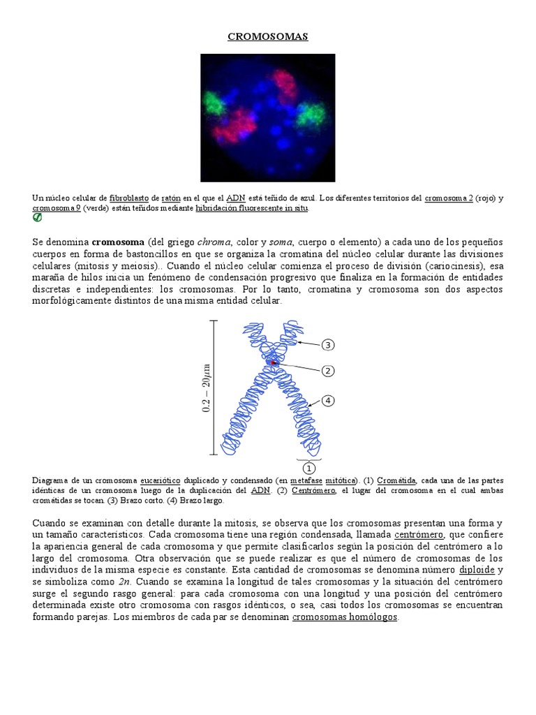 CROMOSOMAS | PDF | Cromosoma | Mitosis