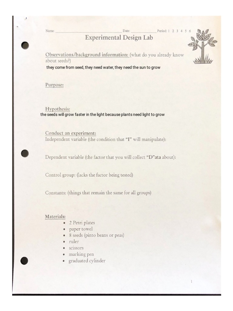 Pinto Bean Seed Germination Lab | PDF