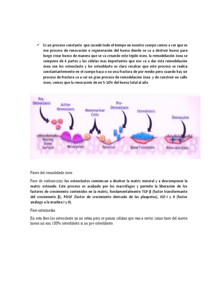 Remodelacion Osea | PDF | Hueso | Osteoblastos