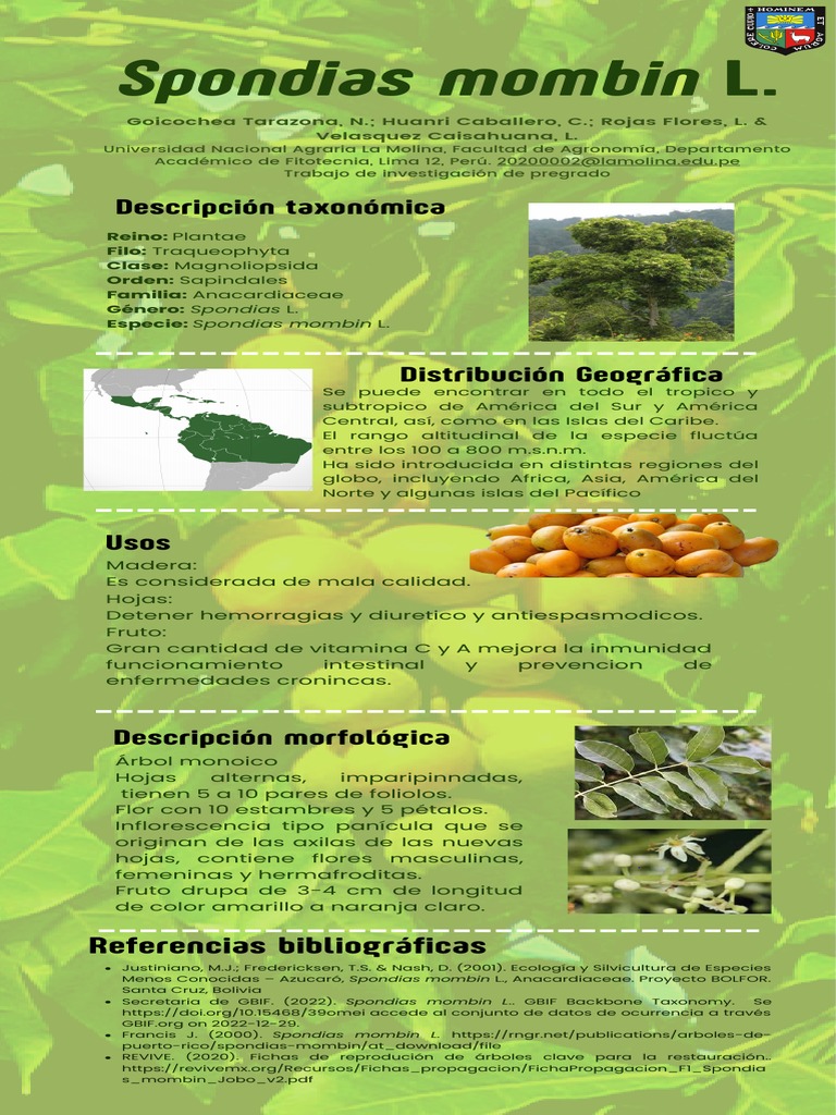 Spondias Lutea (Spondias Mombin) | PDF