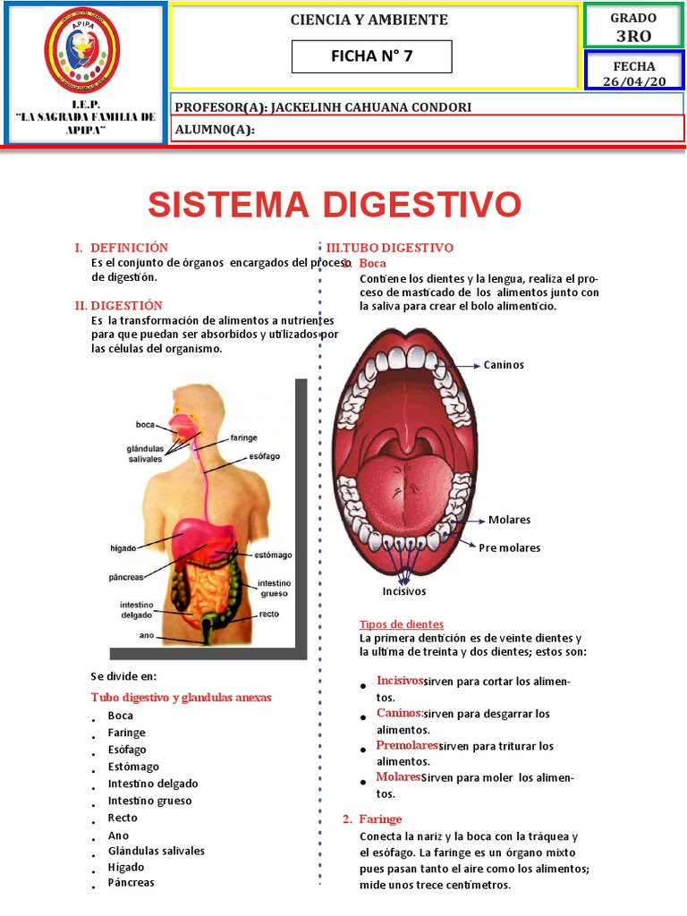 Sistema Digestivo: Ficha #7 | PDF | Sistema digestivo humano | Digestión