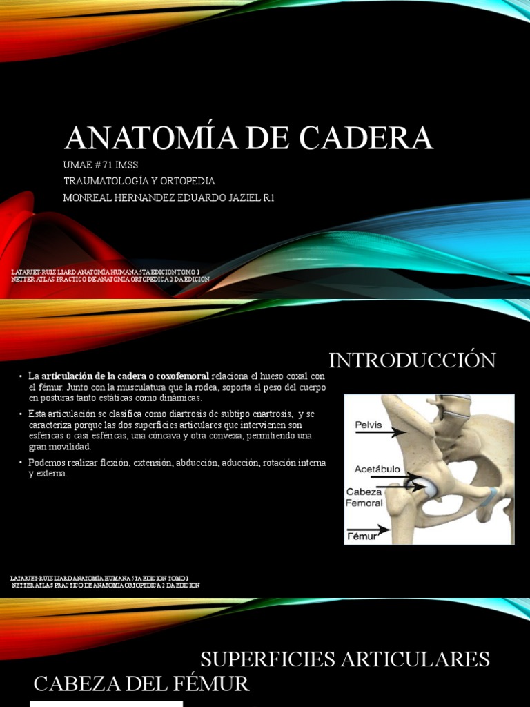 Anatomía de la Cadera: Estructuras Clave | PDF | Sistema esquelético ...