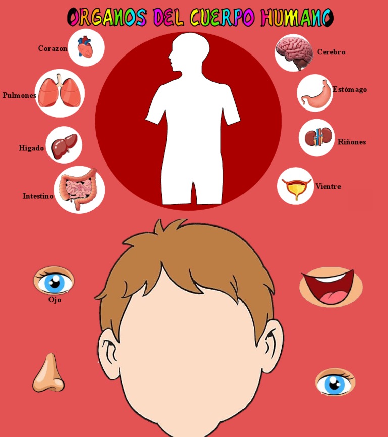Organos Del Cuerpo Humano Pdf