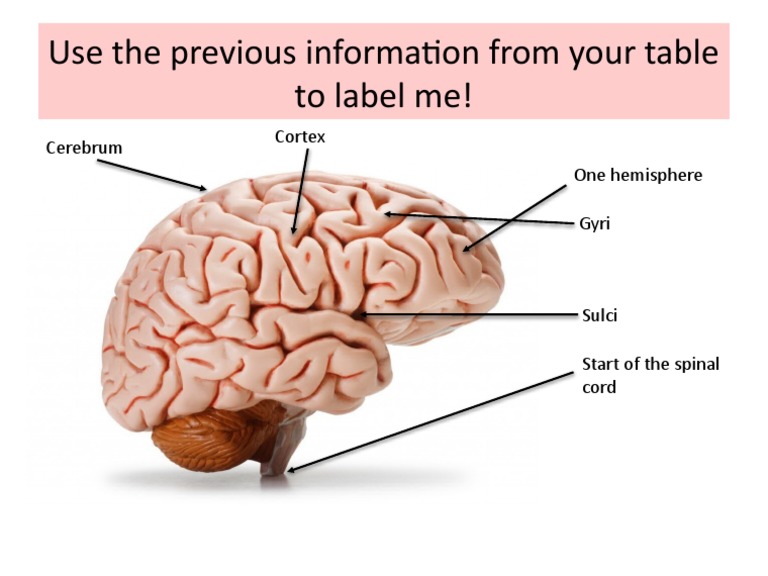 Labeling Brain Structures Guide | PDF