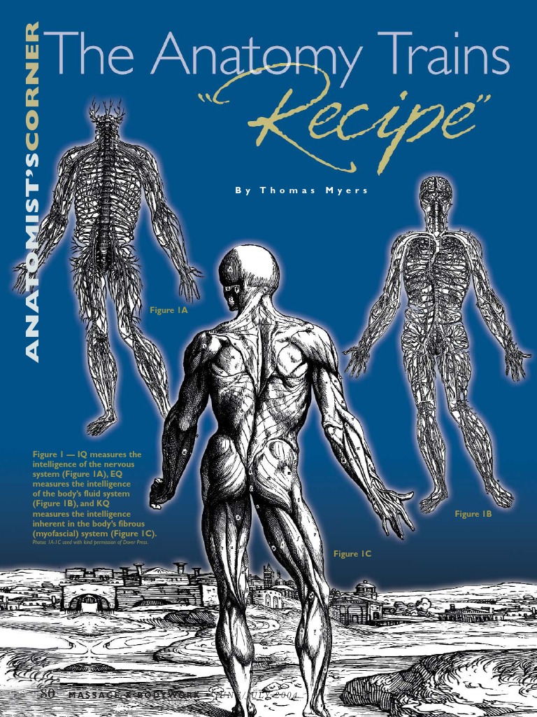 Anatomy Trains | PDF | Human Leg | Pelvis