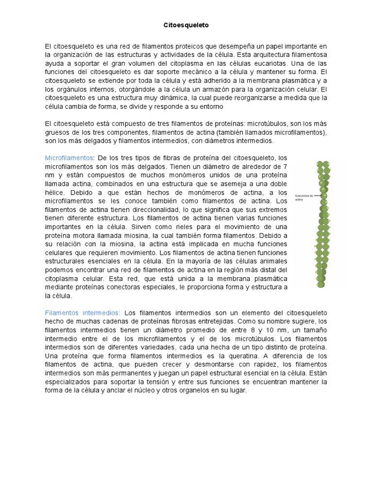 Estructura y función del citoesqueleto | PDF | Actina | Citoesqueleto