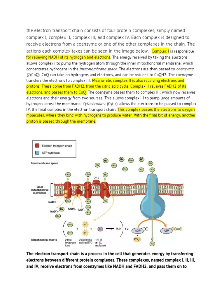 The Electron Transport Chain Consists of Four Protein Complexes | PDF ...