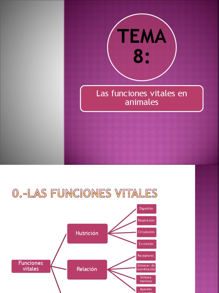 Esquema Tema 8 Las Funciones Vitales en Los Animales | Descargar gratis ...