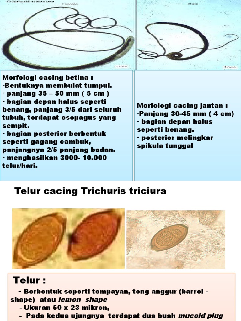 Cacing Trichuris Trichiura | PDF