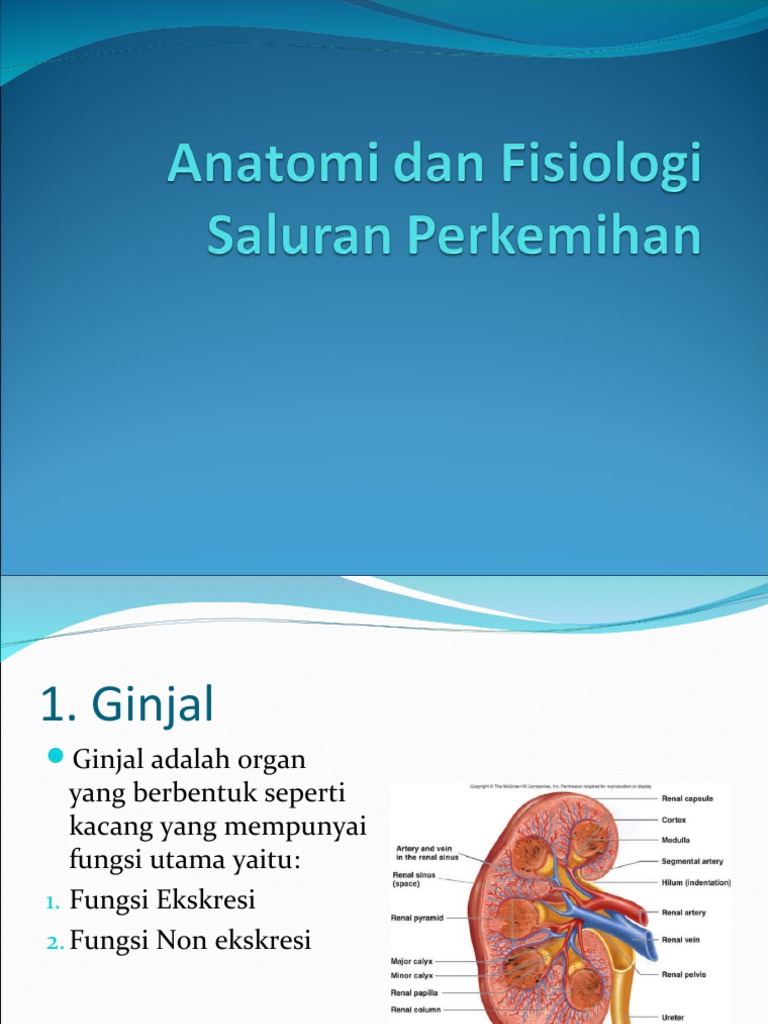 Fungsi dan Struktur Ginjal Manusia | PDF | Sains & Matematika