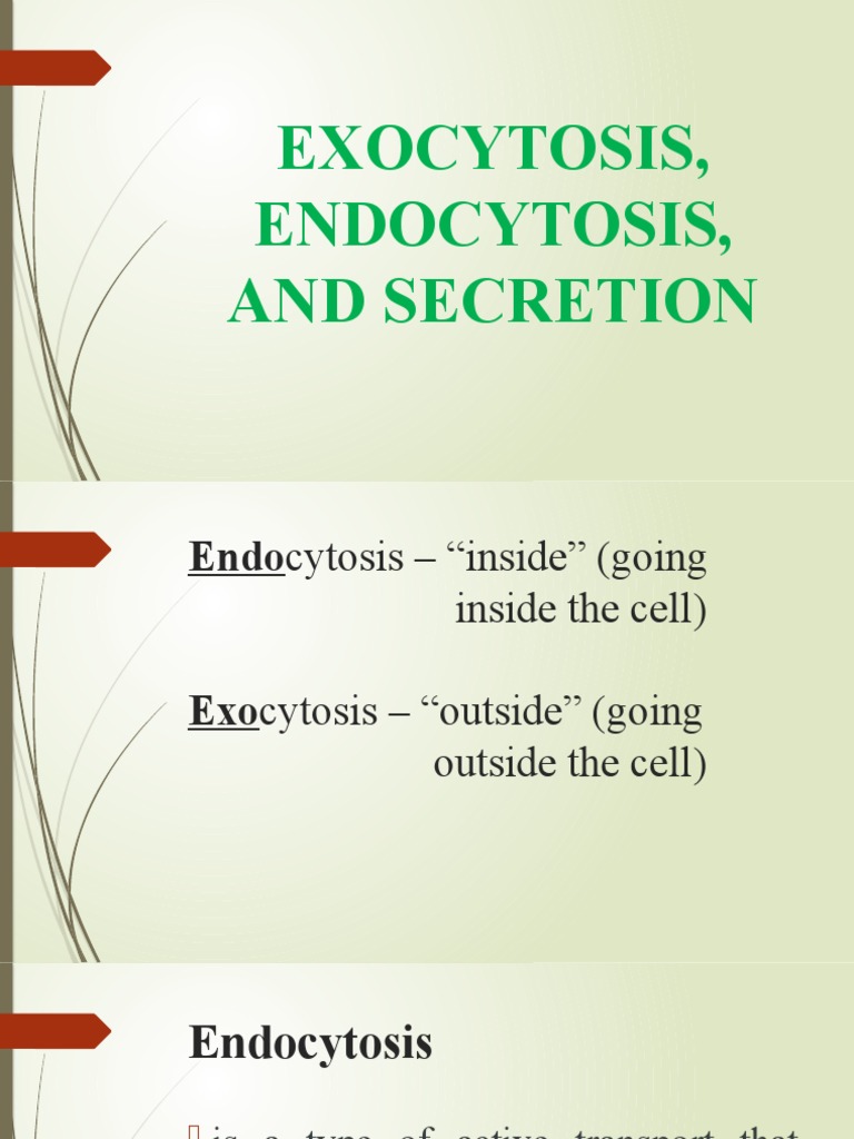 Exocytosis and Endocytosis | PDF