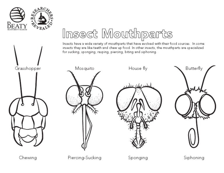 Insect Mouthparts