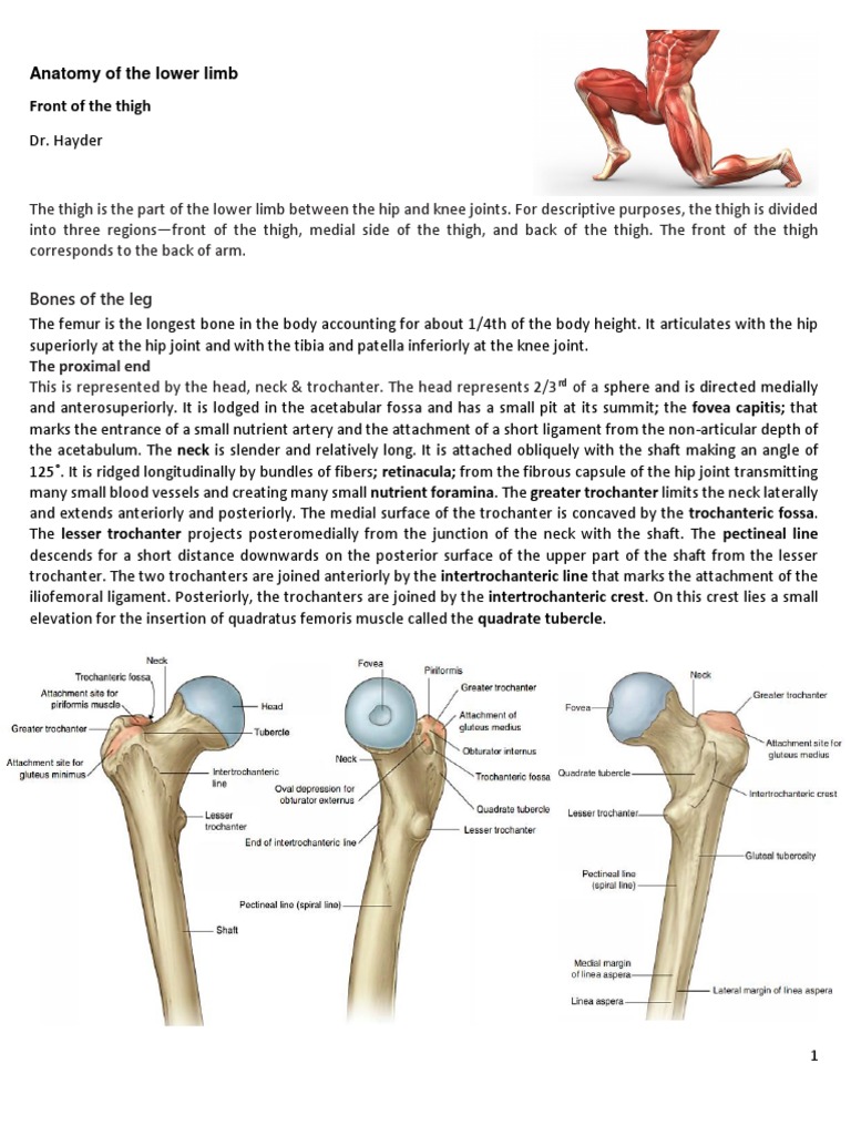 Front of Thigh Notes | PDF | Human Leg | Knee