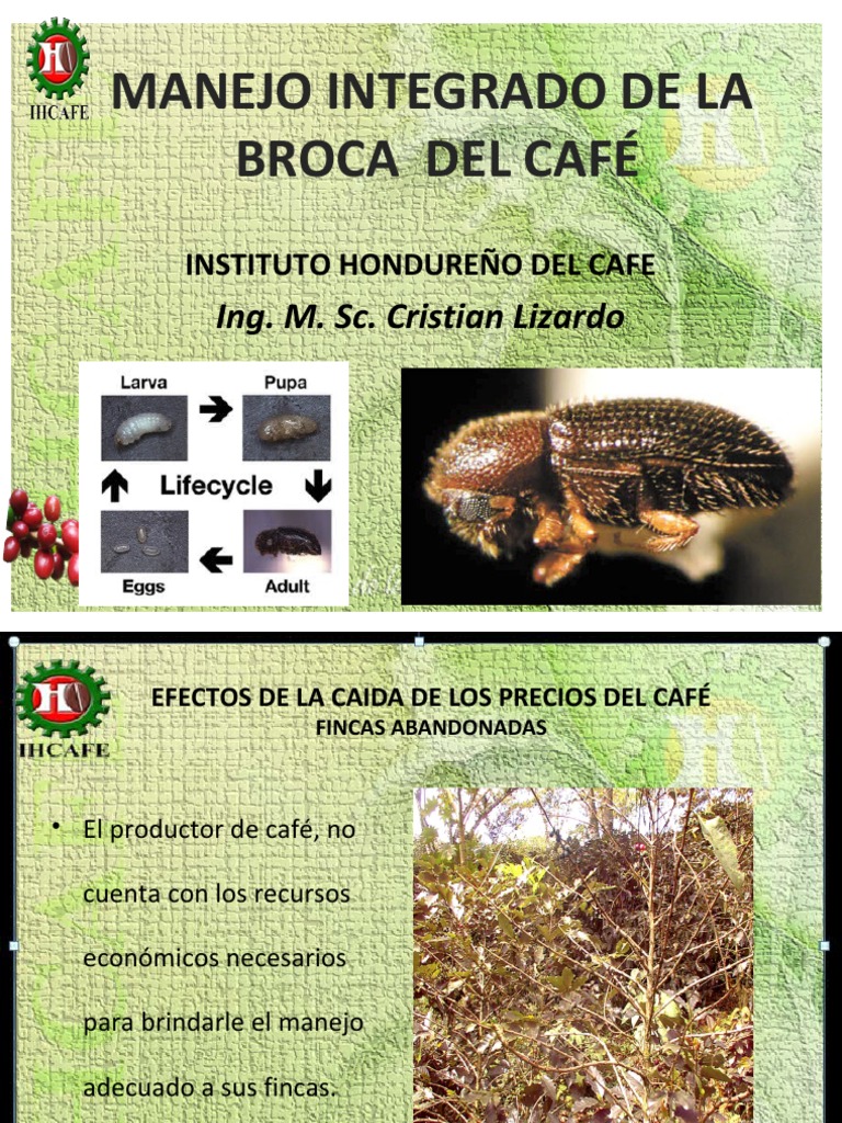 Manejo Integrado de La Broca Del Café: Ing. M. Sc. Cristian Lizardo ...