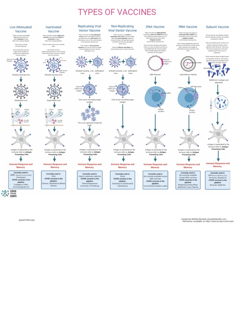 The Ins and Outs of Protein-Based Vaccines: A Guide to Subunit and ...
