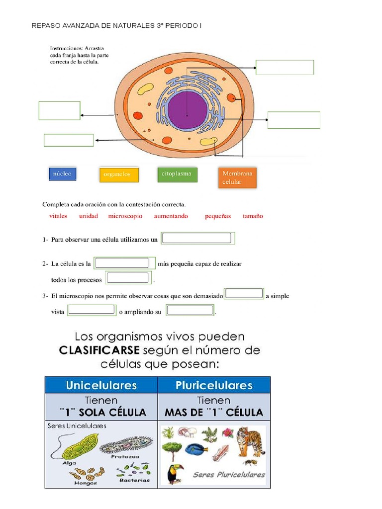 Repaso Avanzado de Naturales 3° Período | PDF | Salud y bienestar ...