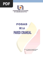 Cavidad Orbitaria, Pterigoidea, Tempora, Fosas Nasales, Pterigomaxilar ...