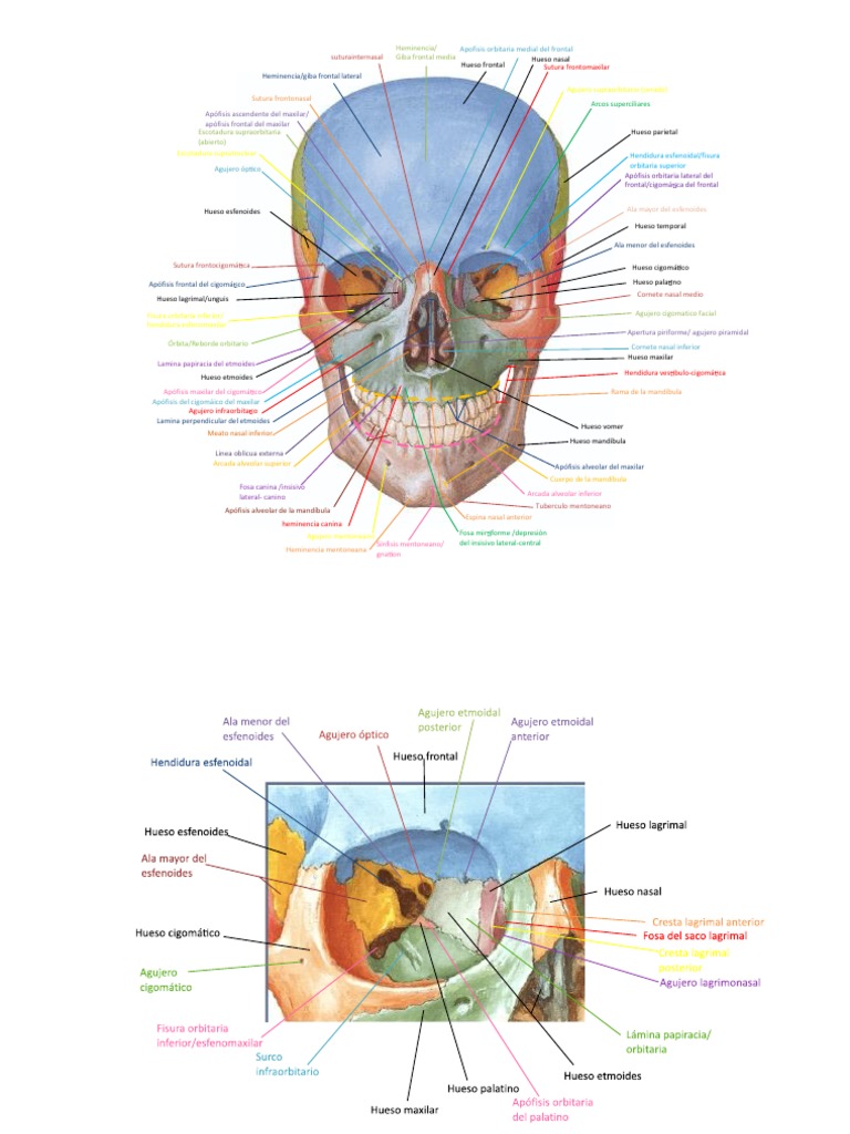 Partes craneo | PDF | Anatomía | Sistema musculoesquelético