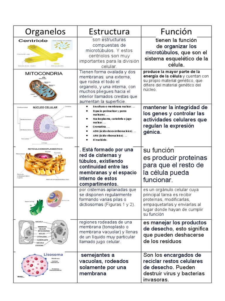 La estructura y función de los principales organelos celulares | PDF ...