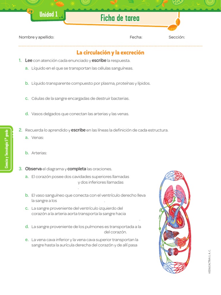 FIcha de Tarea | PDF | Sistema circulatorio | Sangre