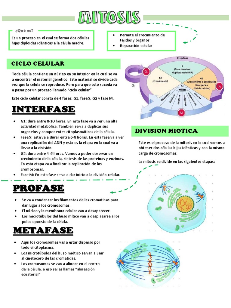 Interfase: Ciclo Celular | PDF | Mitosis | Ciclo celular